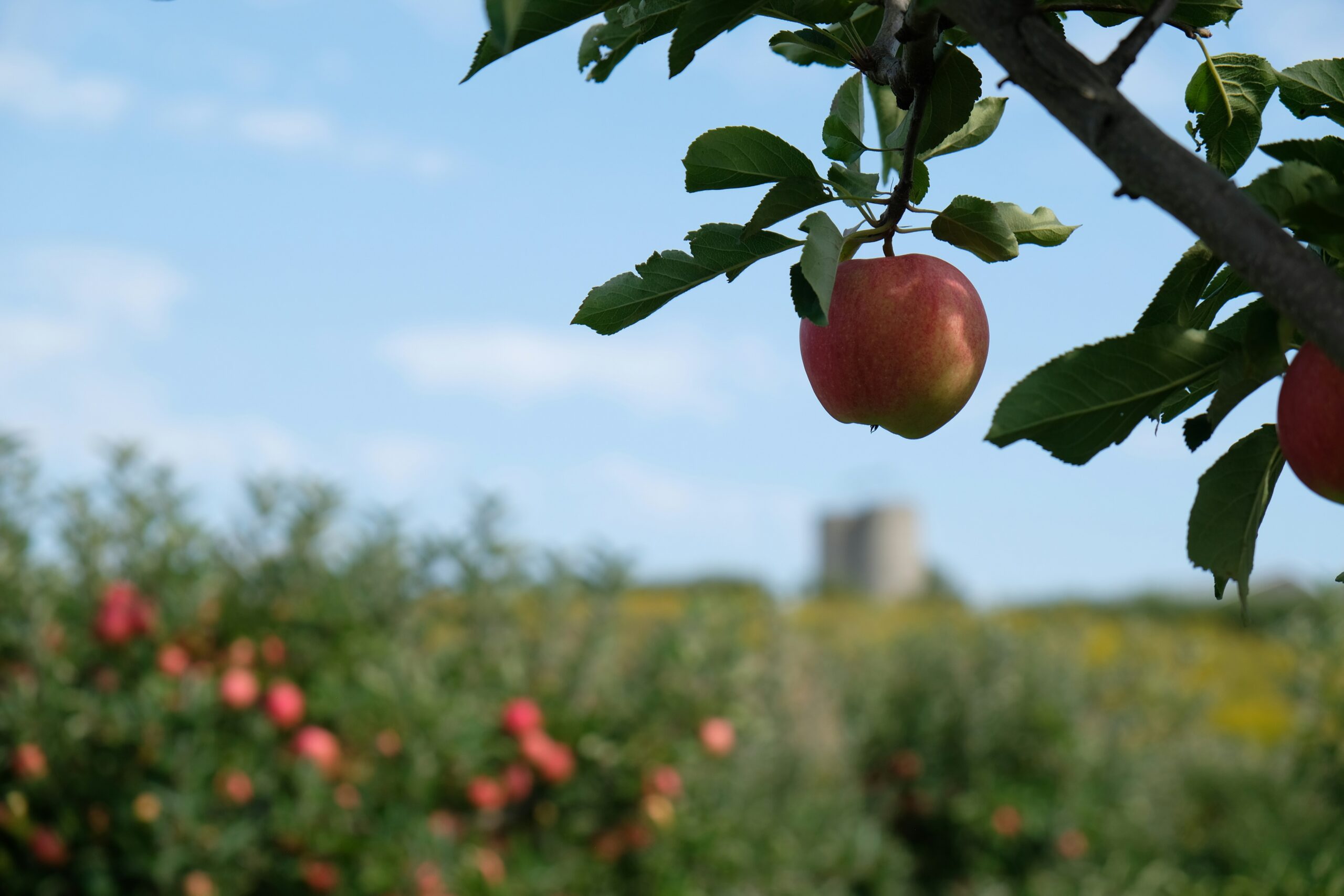 Cultivating the Fruit of the Spirit - Jake Kail Ministries